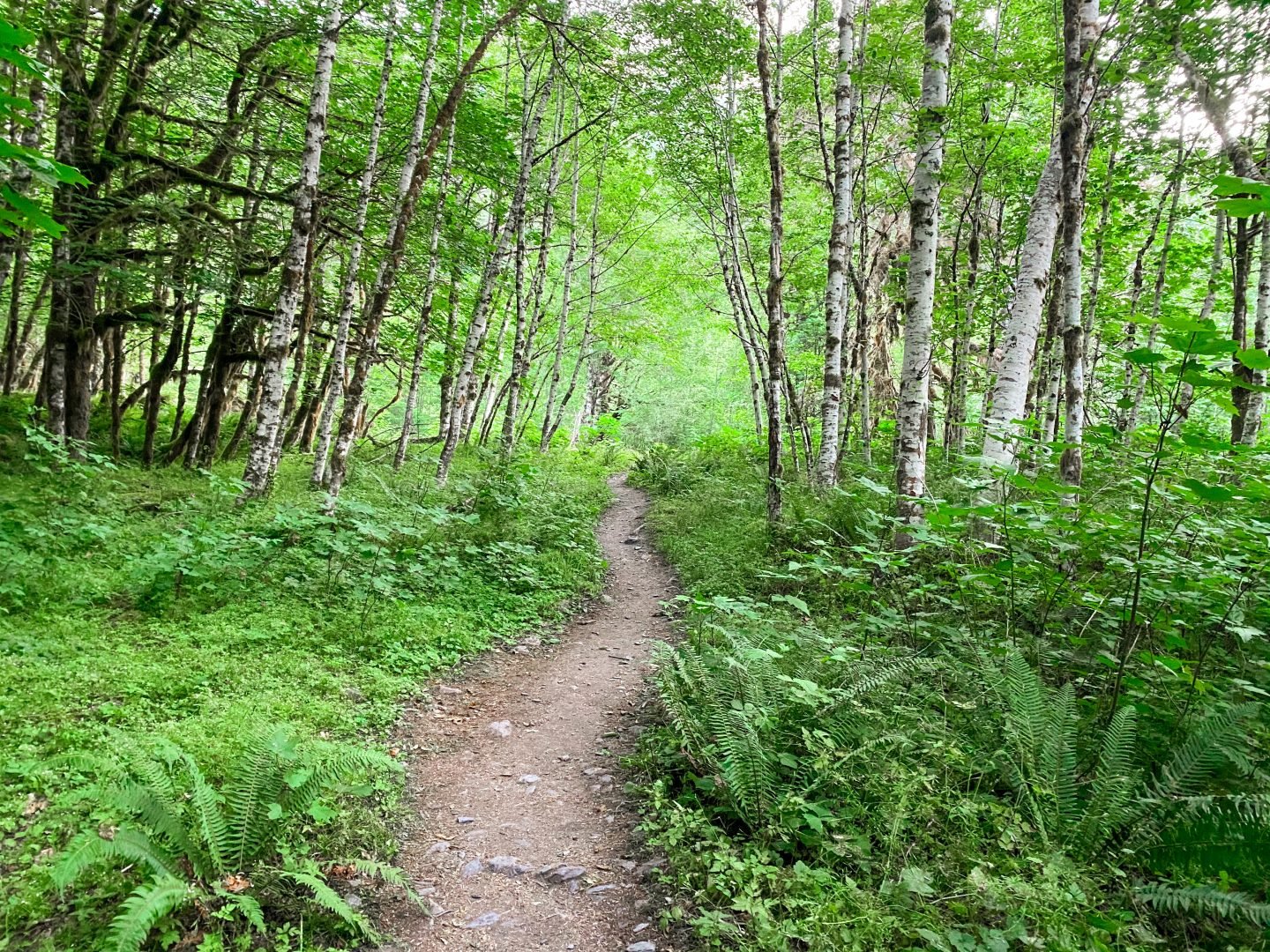 Guide to Backpacking Enchanted Valley in Olympic National Park